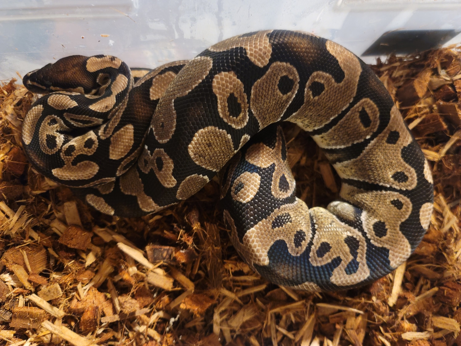 100% Het VPI Axanthic Ball Python by Fantastic Reptiles LLC - MorphMarket