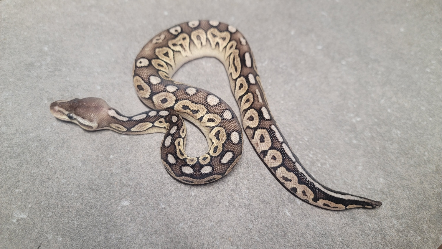 Pastel Cinnamon Ball Python by Fantastic Reptiles LLC - MorphMarket