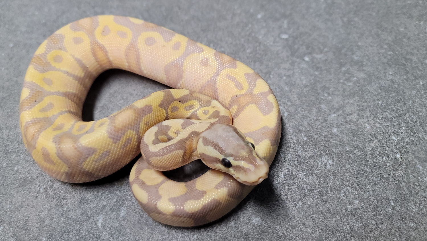 Coral Glow, Trick Ball Python by Fantastic Reptiles LLC - MorphMarket