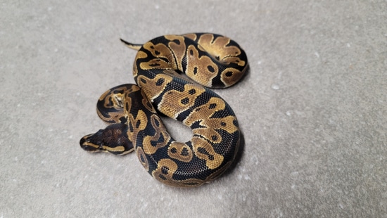 Male Normal Ball Python by Fantastic Reptiles LLC