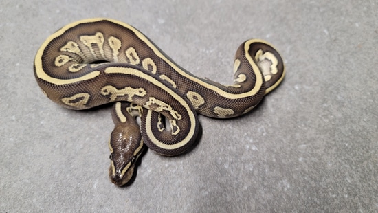 Male Leopard Lesser Ball Python by Fantastic Reptiles LLC