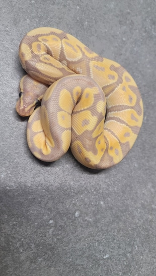 Coral Glow, Trick, Cinnamon Ball Python by Fantastic Reptiles LLC