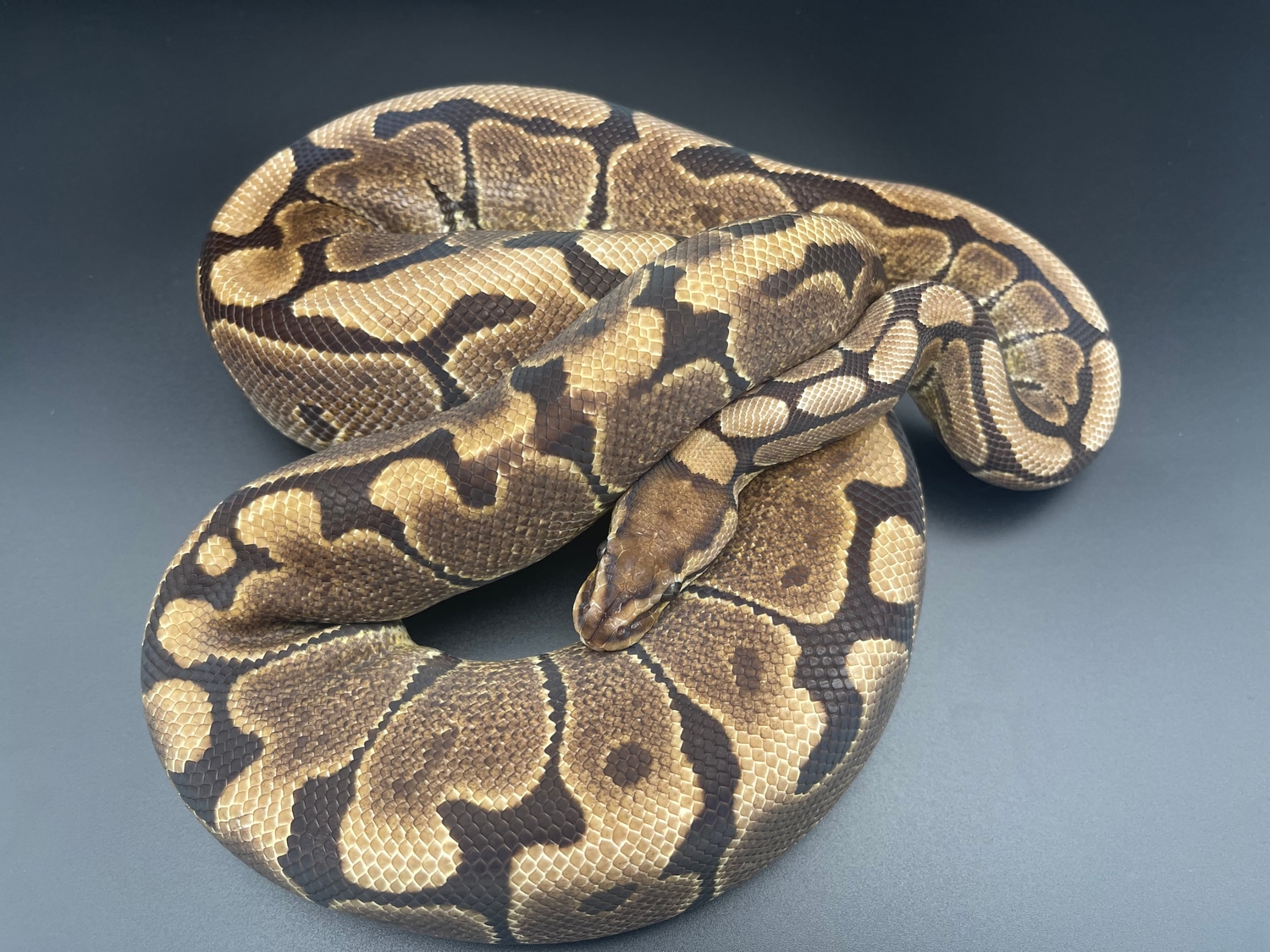 HGW Granite Possible Het Pied Ball Python by Samler’s Serpent Seekers - MorphMarket