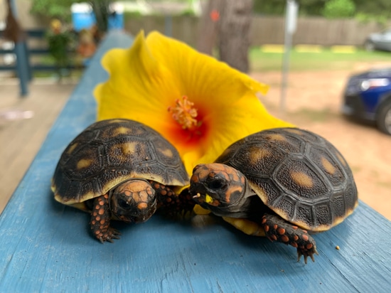 2024 Redfoot Hatchlings Red-Footed Tortoise by The Learning Zoo, LLC