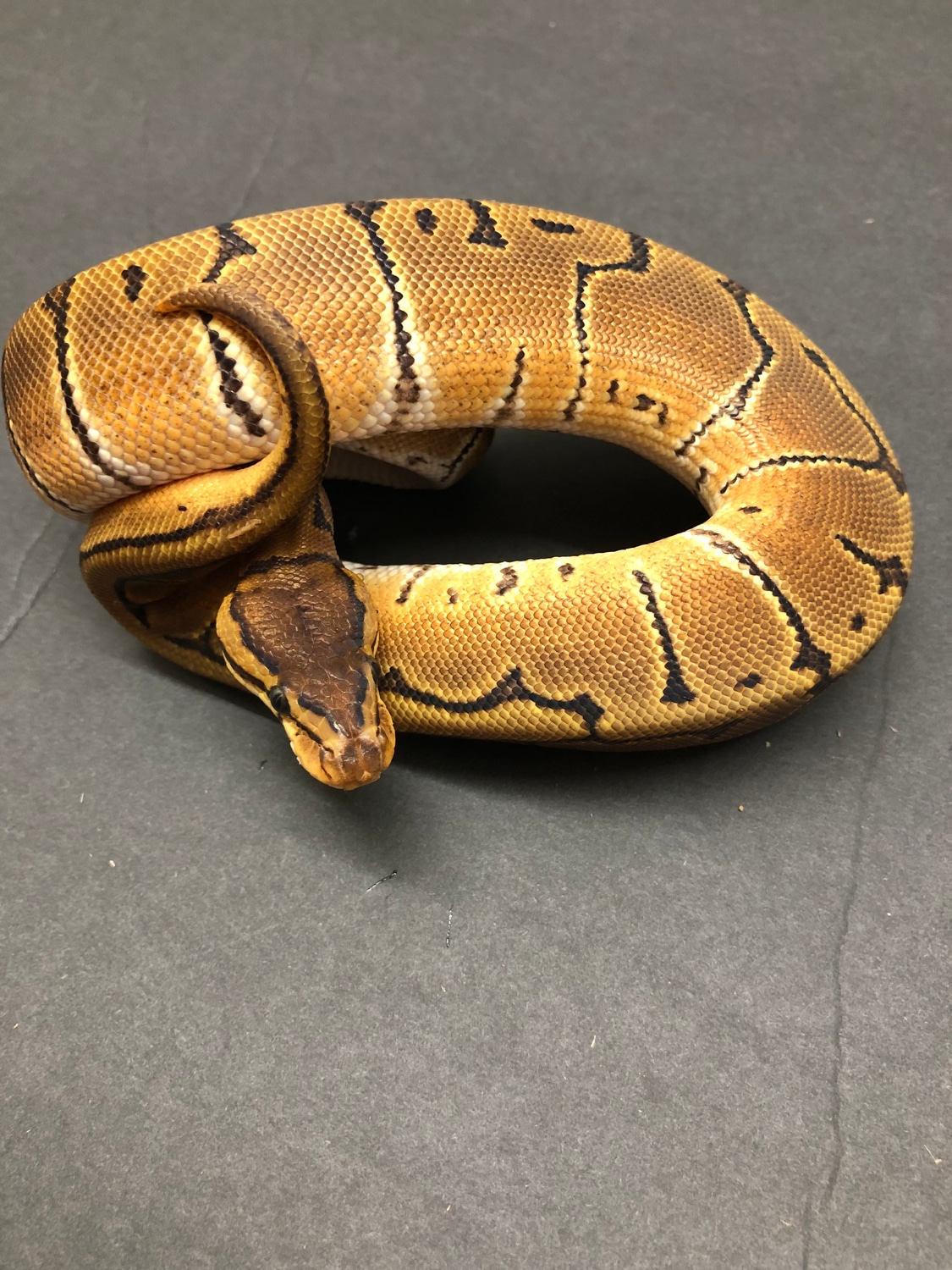 SHIPPING INCLUDED Pinstripe Pos OD Pos Het VPI Ball Python by Scales ...