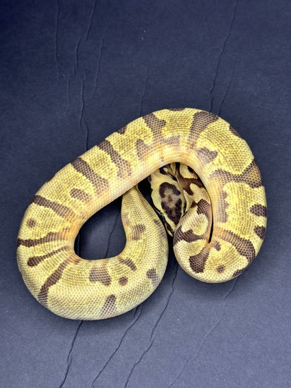 Super Enchi Pied Male Ball Python by Scales LLC