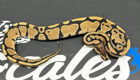Het Desert Ghost 50% Het Cryptic Ball Python by Scales LLC