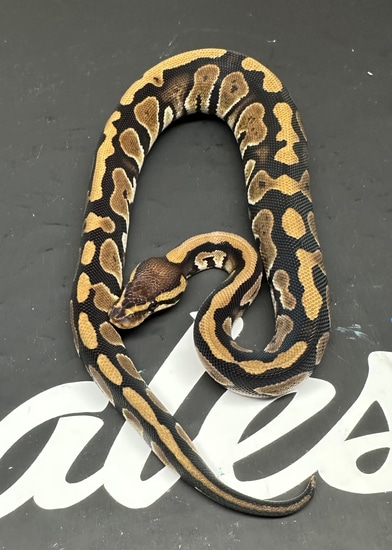 Chocolate Het Desert Ghost 50% Het Cryptic Ball Python by Scales LLC