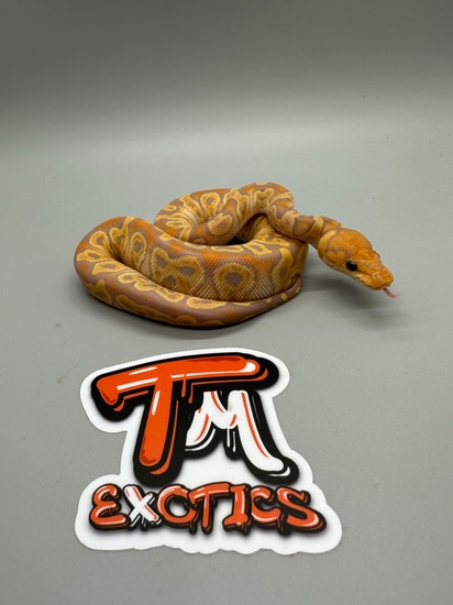 0 1 Banana Ghi Clown Ball Python By Tm Exotics