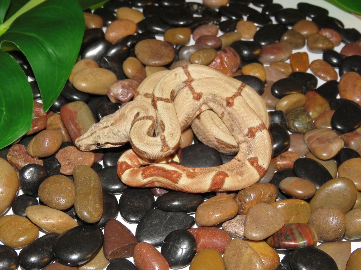 66 Het Khal Albion Reduce Pattern Kraken Hypo Female Boa Constrictor By Crusader Reptiles 66-het-khal-albion-reduce-pattern-kraken-hypo-female-boa-constrictor-by-crusader-reptiles