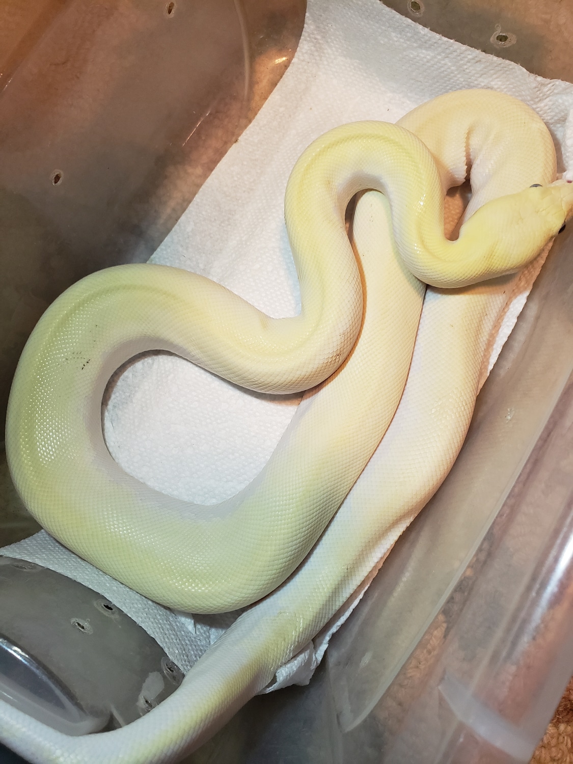 Ivory Burmese Python by Insanely Awesome Geckos - MorphMarket