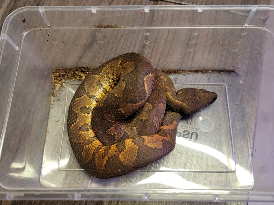 Viper Boa by Insanely Awesome Geckos