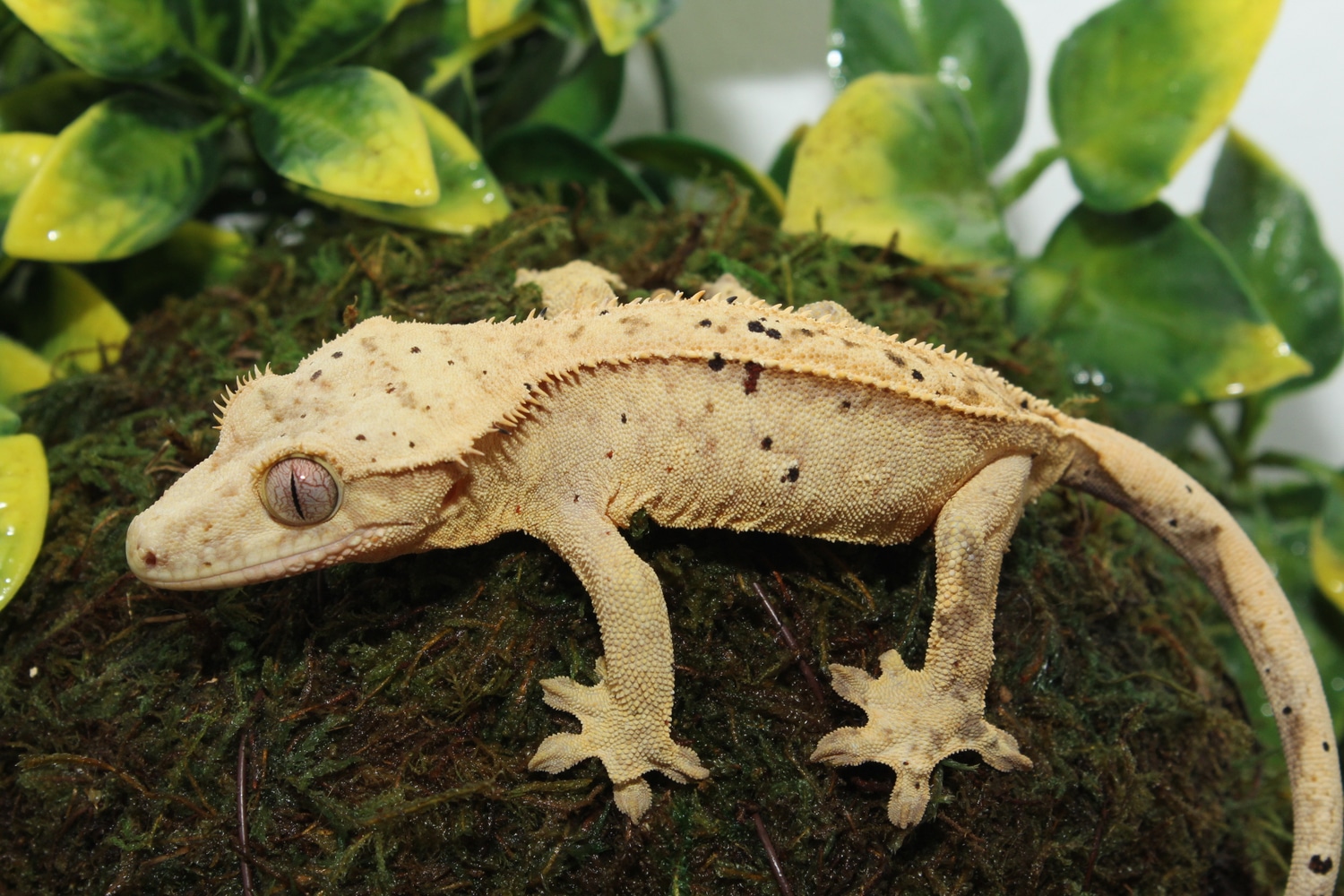 Yellow Pinstripe Dalmatian Crested Gecko by Insanely Awesome Geckos ...