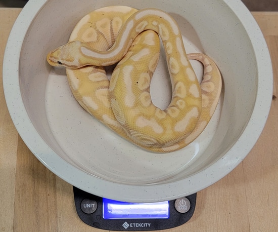 Banana Phantom Het Clown Ball Python by Too Many Damn Reptiles