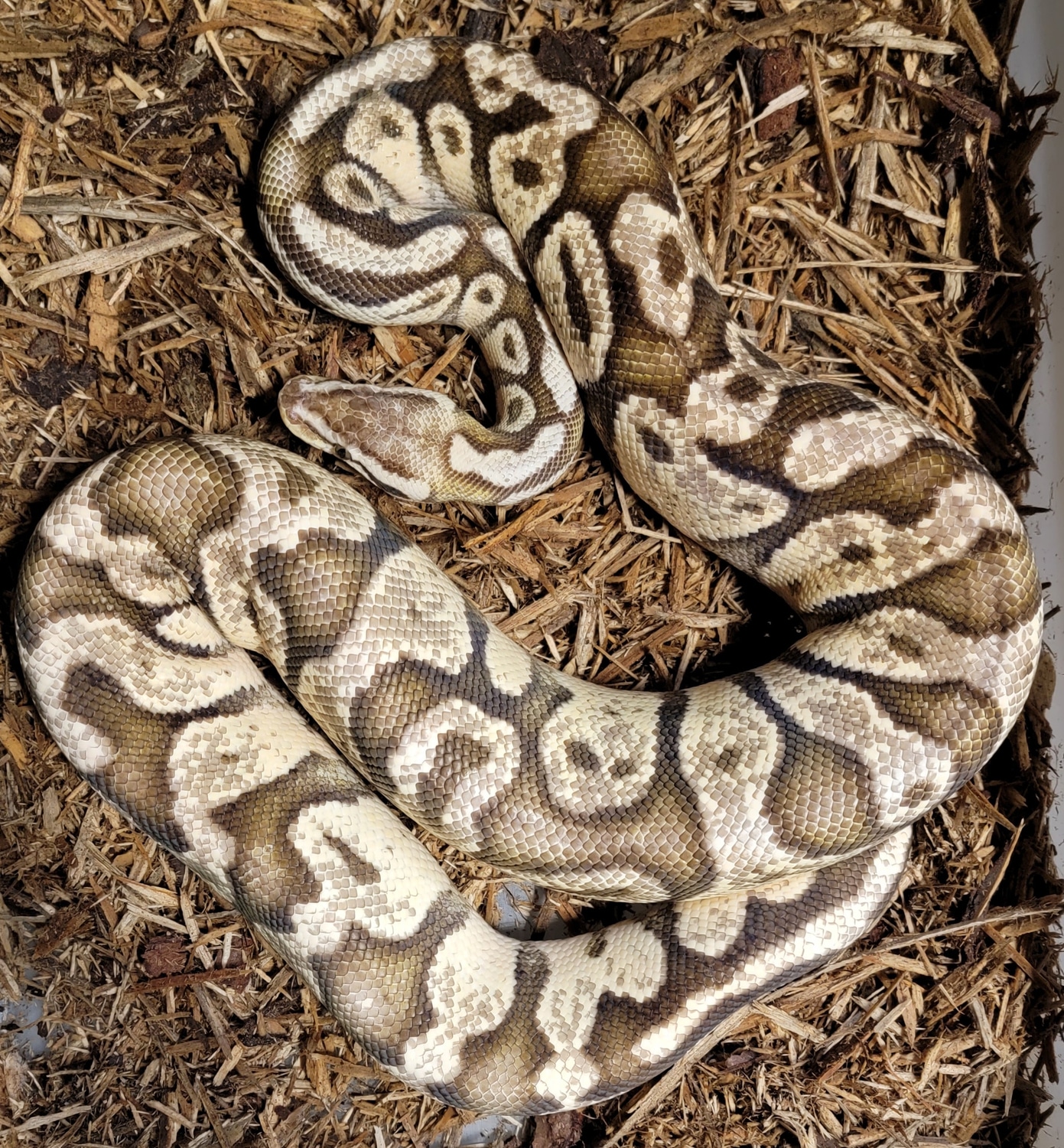 FireFly Ball Python by Insanely Awesome Geckos - MorphMarket