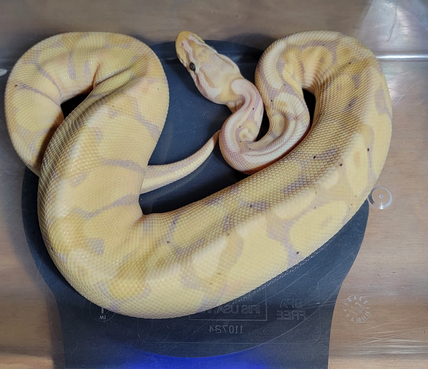 Pastel Banana Enchi GeneX 100% Het Pied Ball Python by Insanely Awesome ...
