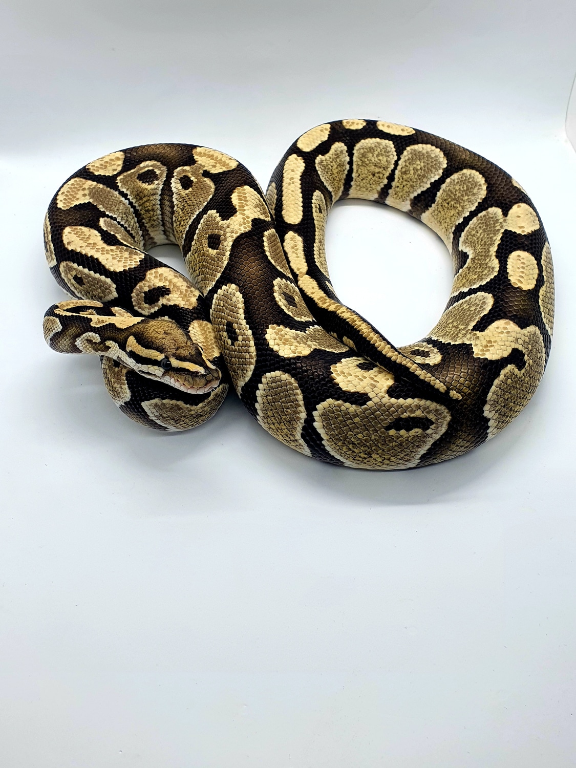 Desert Ghost Ball Python by TMG Reptilien - MorphMarket