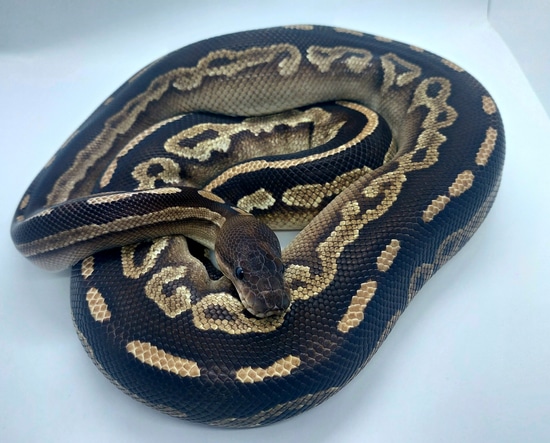 Cinnamon Mojave Twister Ball Python by TMG Reptilien