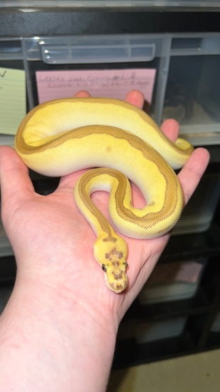 OD Enchi Leopard Lesser Poss YB Clown 50% Het Pied Ball Python by ...