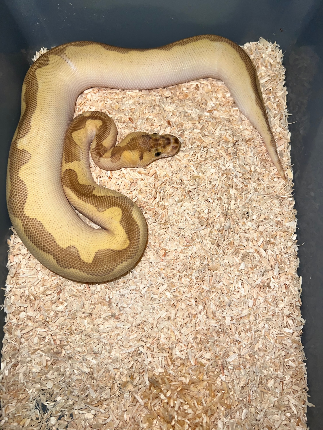 Orange Dream Enchi Lesser Clown 50% Het Pied Ball Python by ...