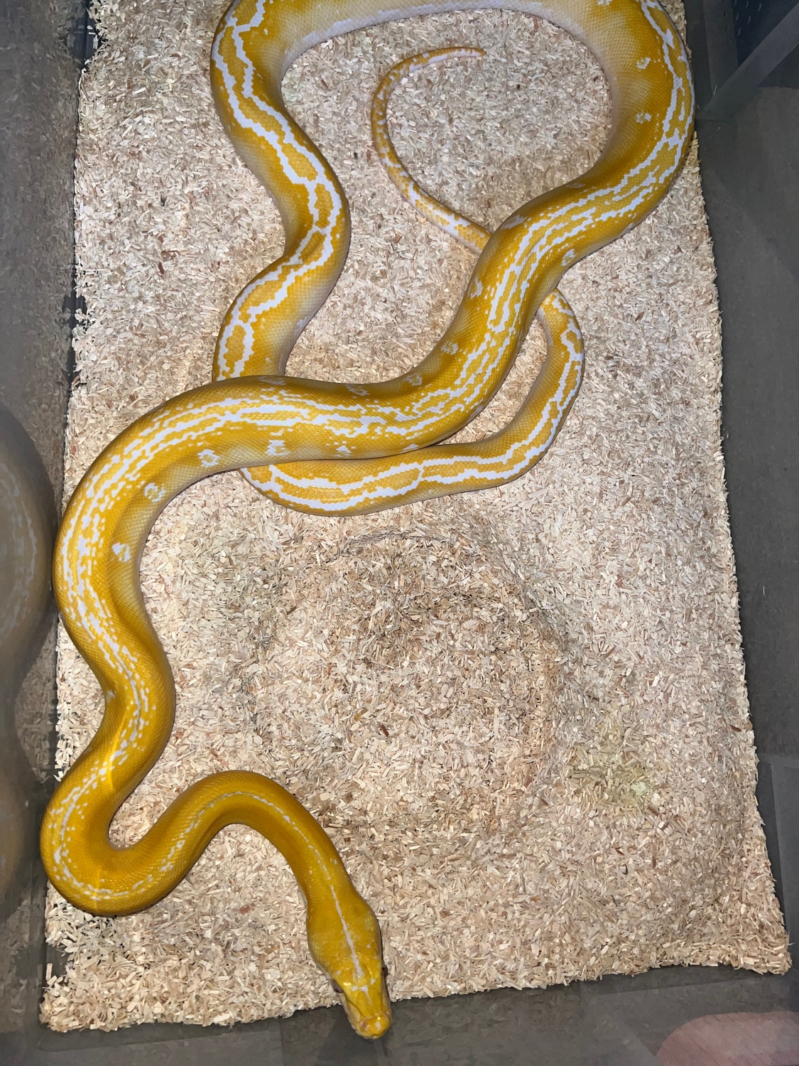50%sd White Albino Goldenchild Reticulated Python by TMilnerReptiles ...