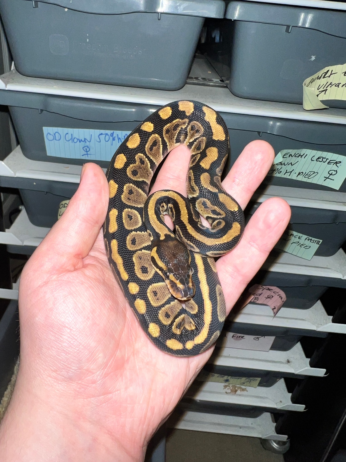 Het Clown Ball Python by TMilnerReptiles - MorphMarket