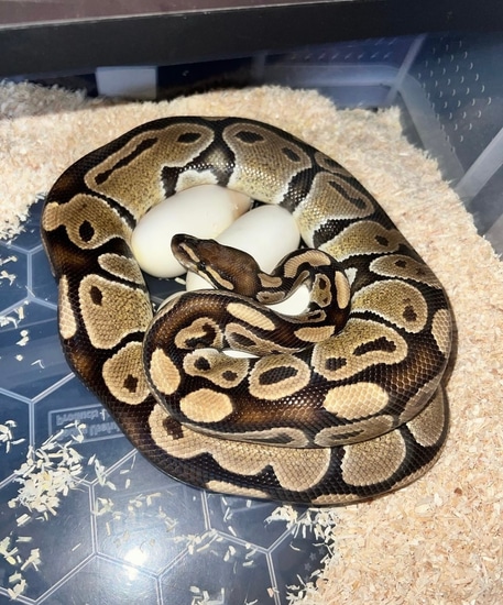 Het Sunset 66% Het Ultramel PROVEN BREEDER Ball Python by TMilnerReptiles