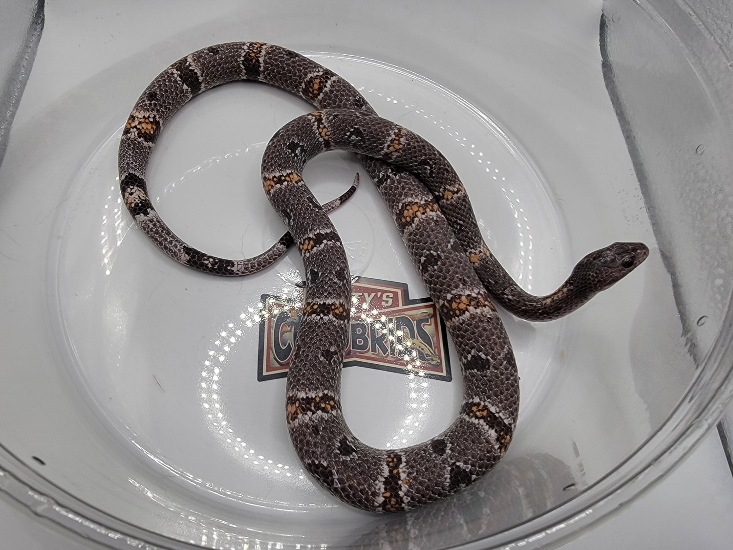 Hypo Alterna Het Anery Gray-banded Kingsnake by Kelty's Colubrids ...