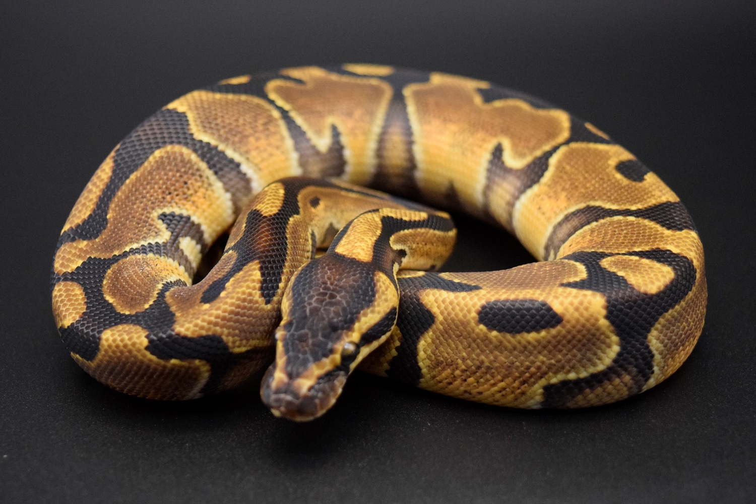 2021 Enchi Poss. OD 100% Het. DG 50% P/h Cryptic, Male Ball Python by ...