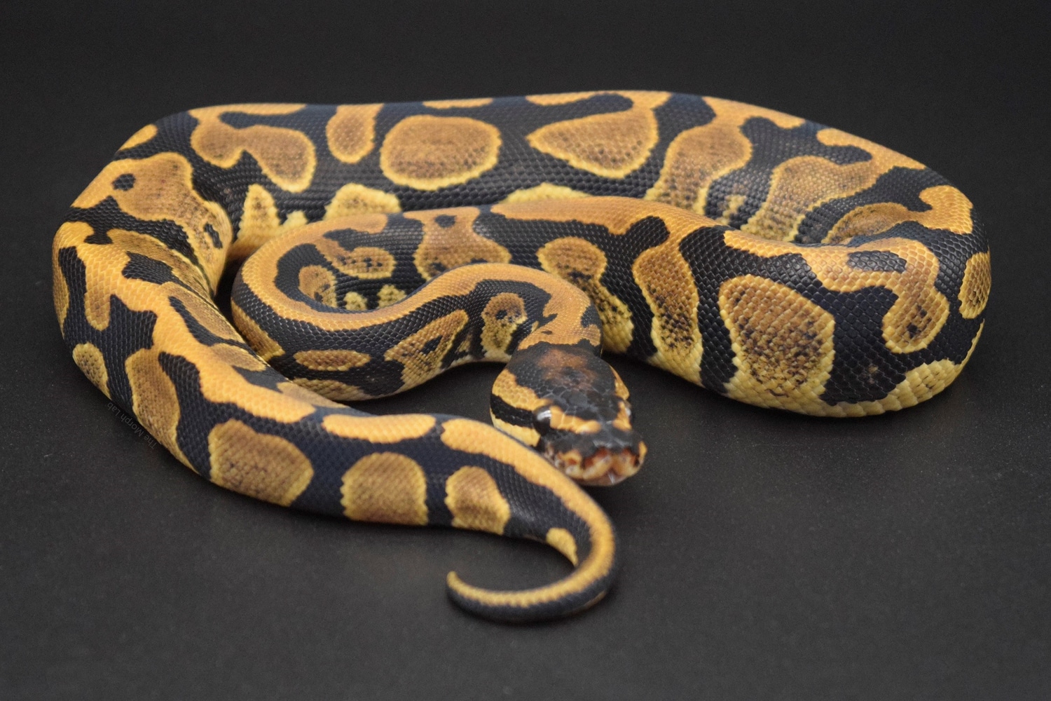 Confusion RS Female Ball Python by The Morph Lab - MorphMarket