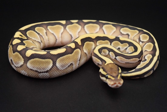 Lesser Red Stripe Female Ball Python by The Morph Lab