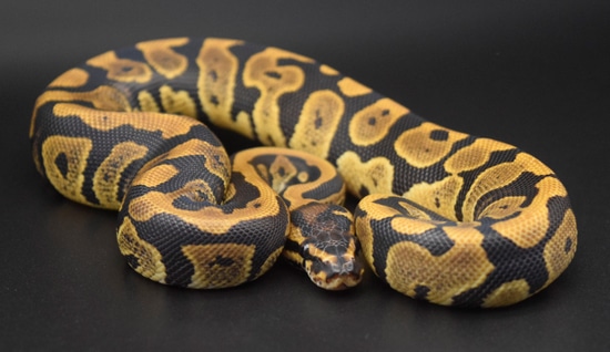 Confusion YB Female Ball Python by The Morph Lab