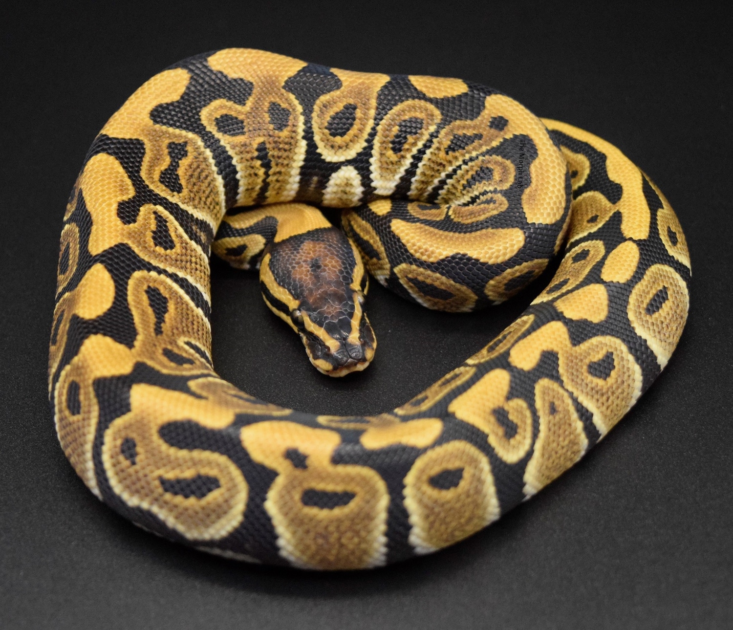 Confusion Jedi Het Clown Female Ball Python by The Morph Lab - MorphMarket