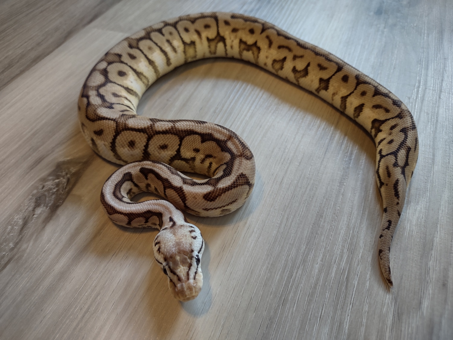 Black Pastel Pastel Spider Ball Python by Barn Born Herps - MorphMarket