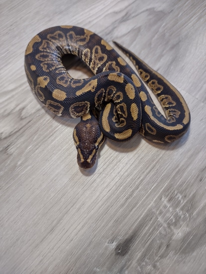 Sable Het Hypo Het Clown Ball Python by Barn Born Herps
