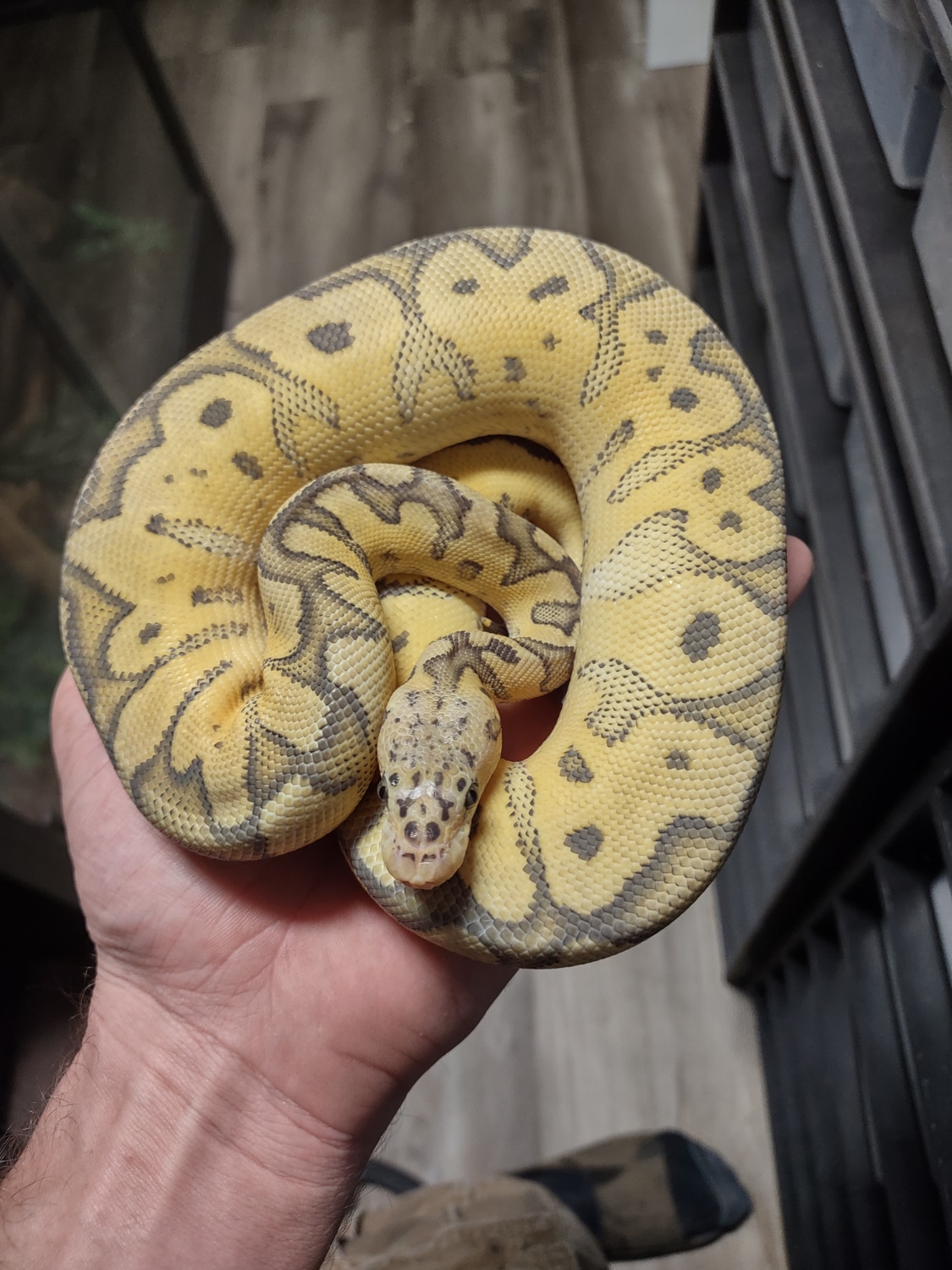 Pastel Hypo Clown Ball Python by Barn Born Herps - MorphMarket