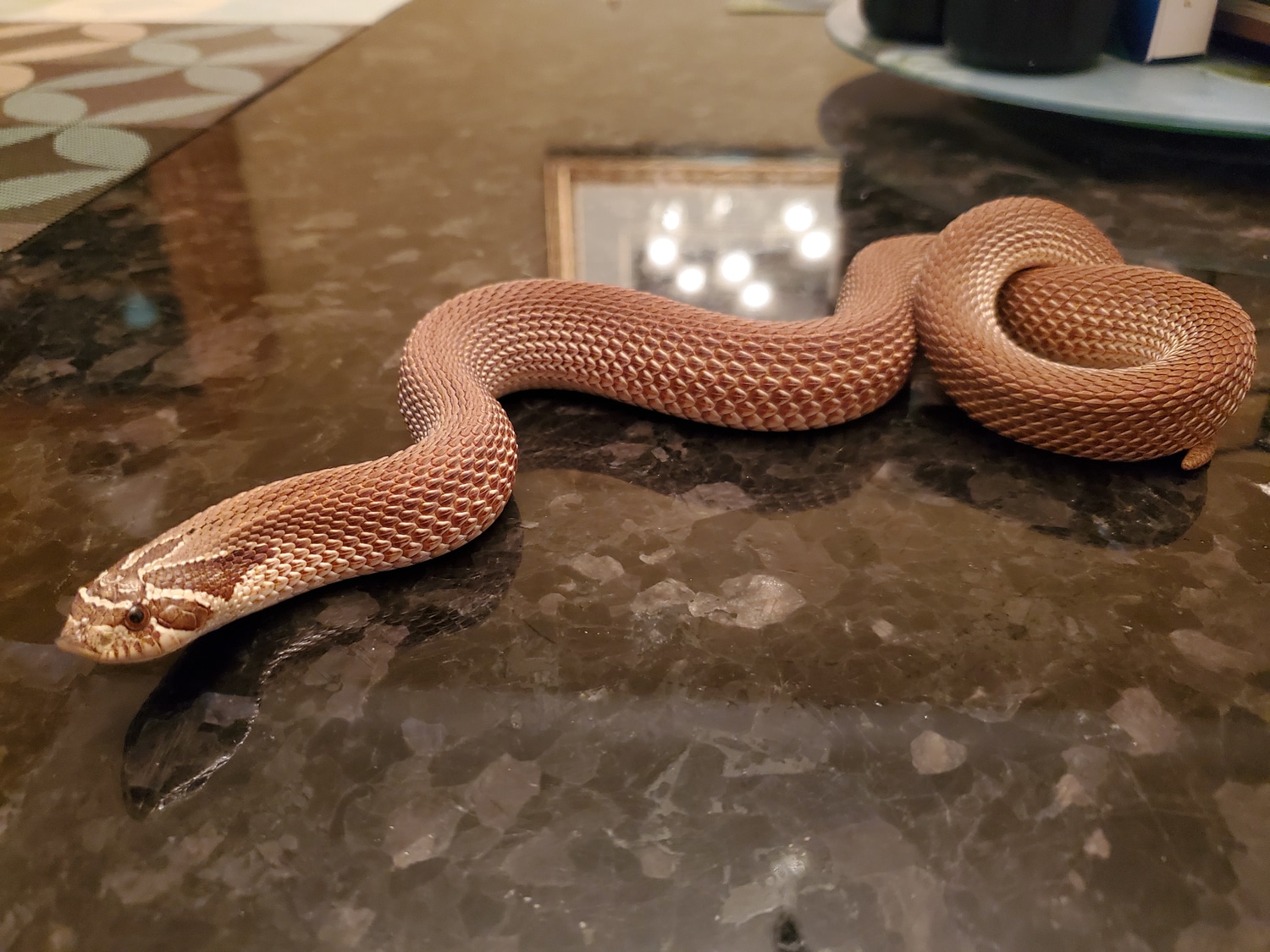 Extreme Red & Purple Line Superconda Het Snow Western Hognose by Barn ...