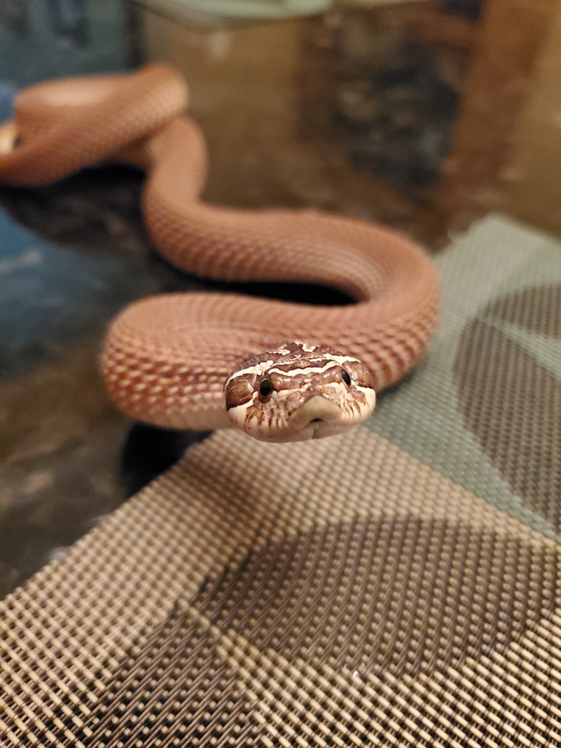 Extreme Red & Purple Line Superconda Het Snow Western Hognose by Barn ...