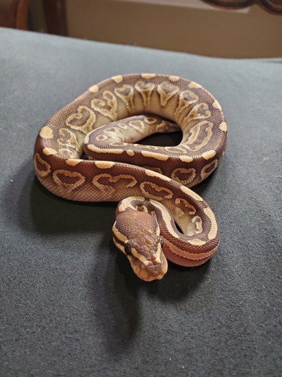 Lessor Sable Het Clown Het Hypo Ball Python by Barn Born Herps