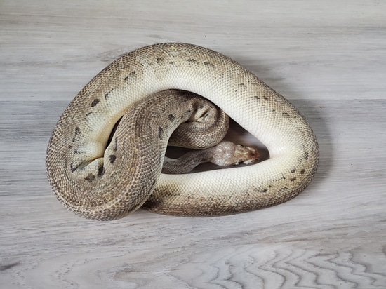 Sterling Clown Ball Python by Barn Born Herps