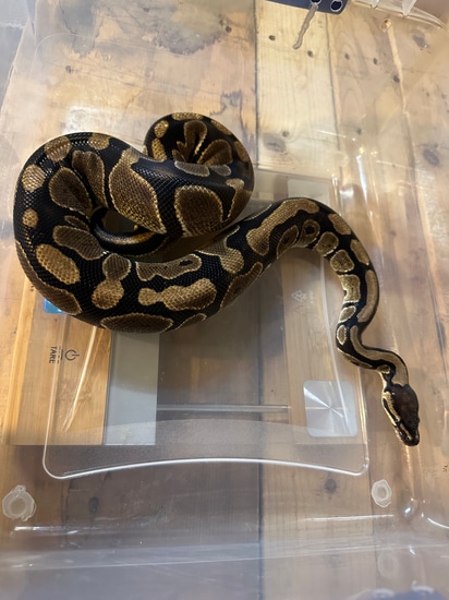 Helga Ball Python by TMP Exotics