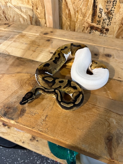Vegas Ball Python by TMP Exotics