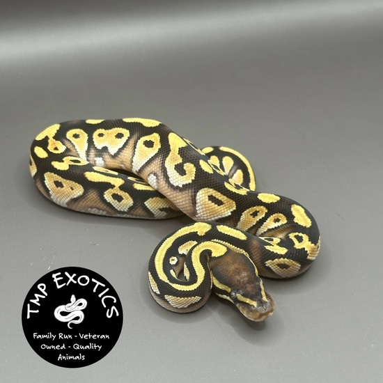 Pastave Ball Python by TMP Exotics