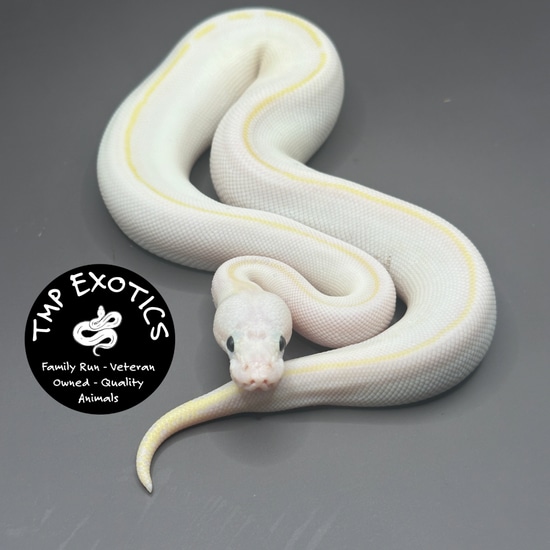 Blue Eyed Lucy Fire Ball Python by TMP Exotics