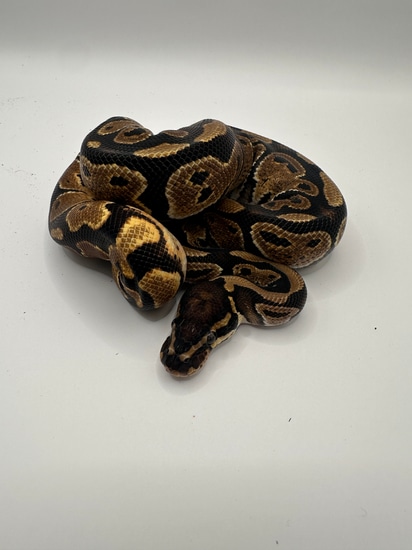 Het Dreamsicle Ball Python by TMP Exotics