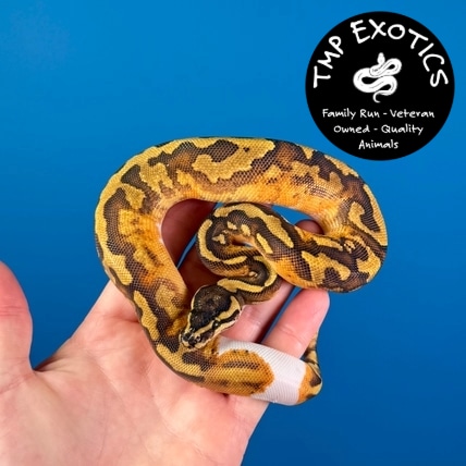 Leopard Enchi Piebald Ball Python by TMP Exotics