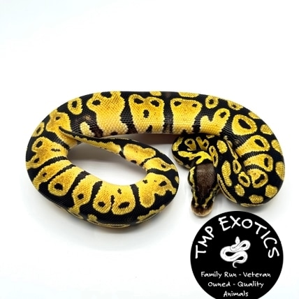 Pastel Het Clown 50% Het DG Ball Python by TMP Exotics
