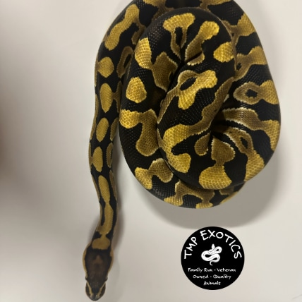 Crypton Het Desert Ghost Ball Python by TMP Exotics