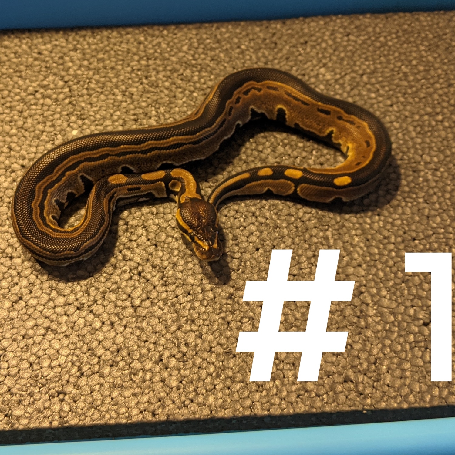 Tri-stripe Ball Python by Todd Shaffer - MorphMarket