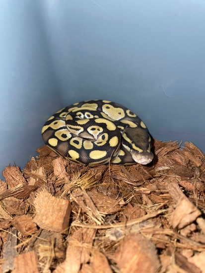 Lesser Platinum Ball Python by Her Majesties Pythons